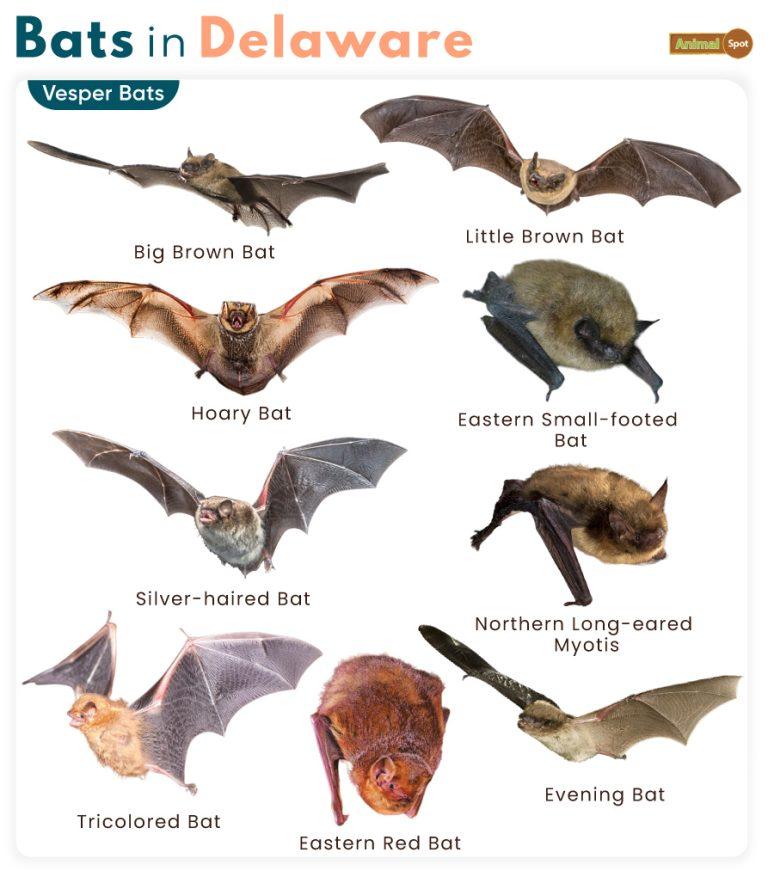 Bat Types, Facts, Classification, Habitat, Diet, Adaptations, Pictures