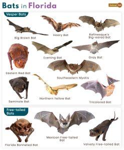 List of Bats That Live in Florida - with Pictures