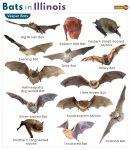 List of Bats That Live in Illinois - with Pictures