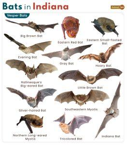 List of Bats That Live in Indiana - with Pictures