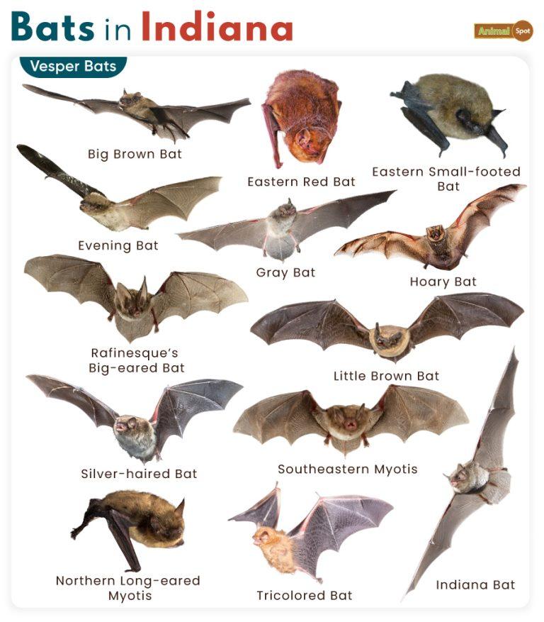 List of Bats That Live in Indiana - with Pictures