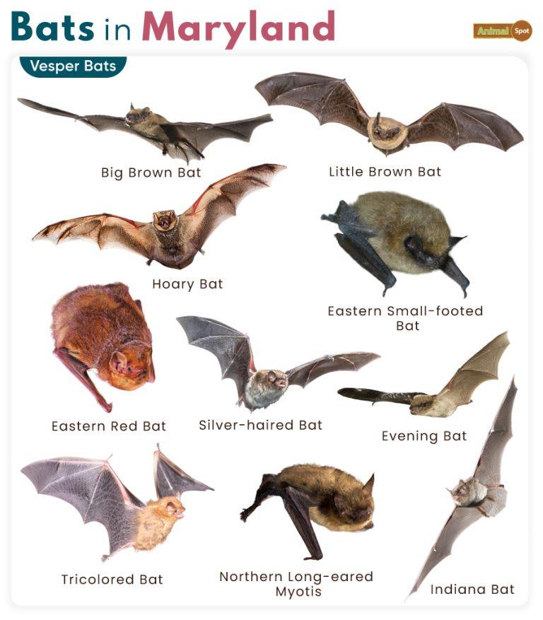 Bat Types, Facts, Classification, Habitat, Diet, Adaptations, Pictures