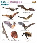 List of Bats That Live in Michigan - with Pictures