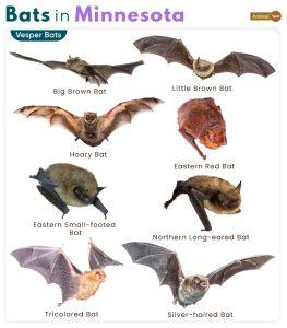List of Bats That Live in Minnesota - with Pictures