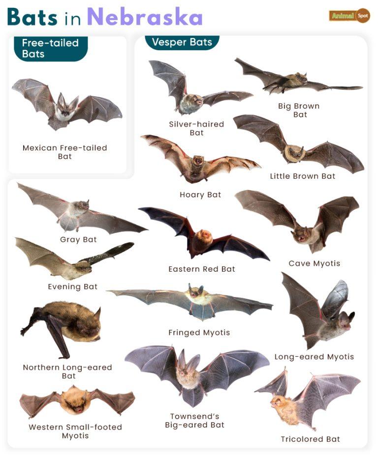 List of Bats That Live in Nebraska - with Pictures