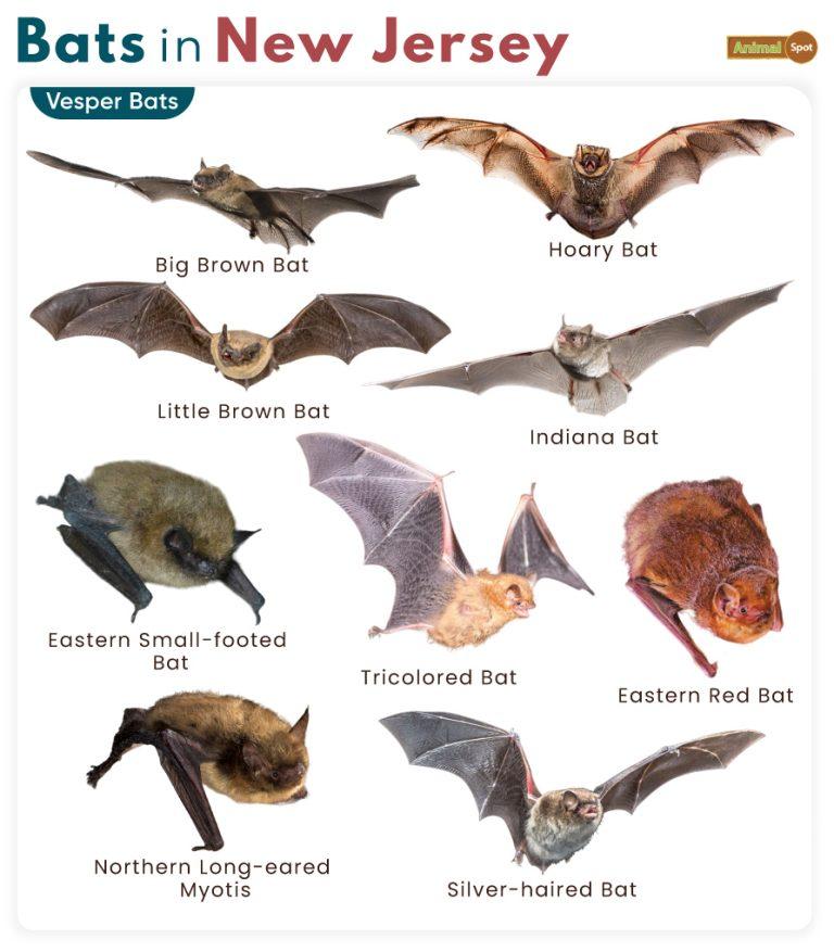 List of Bats That Live in Massachusetts - with Pictures List of Bats That Live in Massachusetts - with Pictures