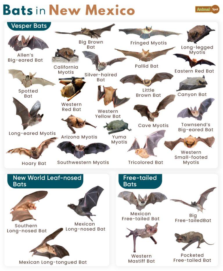 List of Bats That Live in Washington - with Pictures
