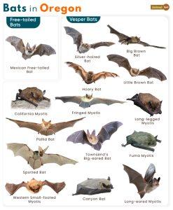 List of Bats That Live in Oregon - with Pictures