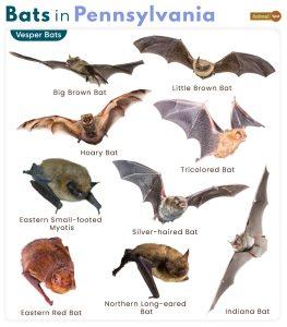 List of Bats That Live in Pennsylvania - with Pictures