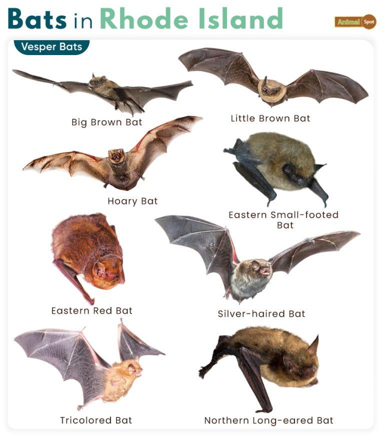 List of Bats That Live in New Jersey - with Pictures