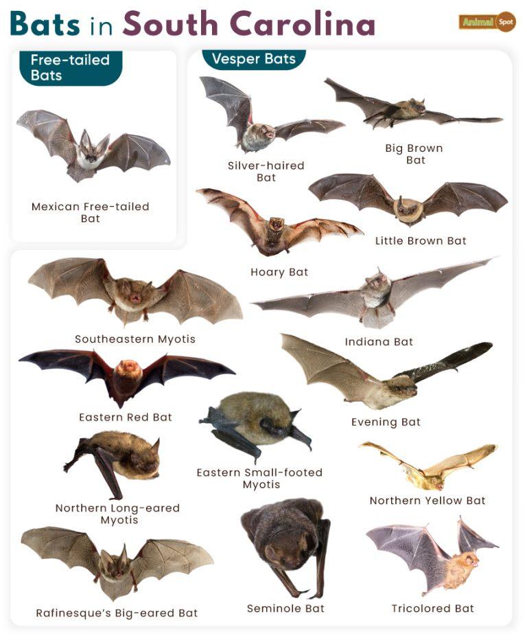 List of Bats That Live in North Carolina - with Pictures