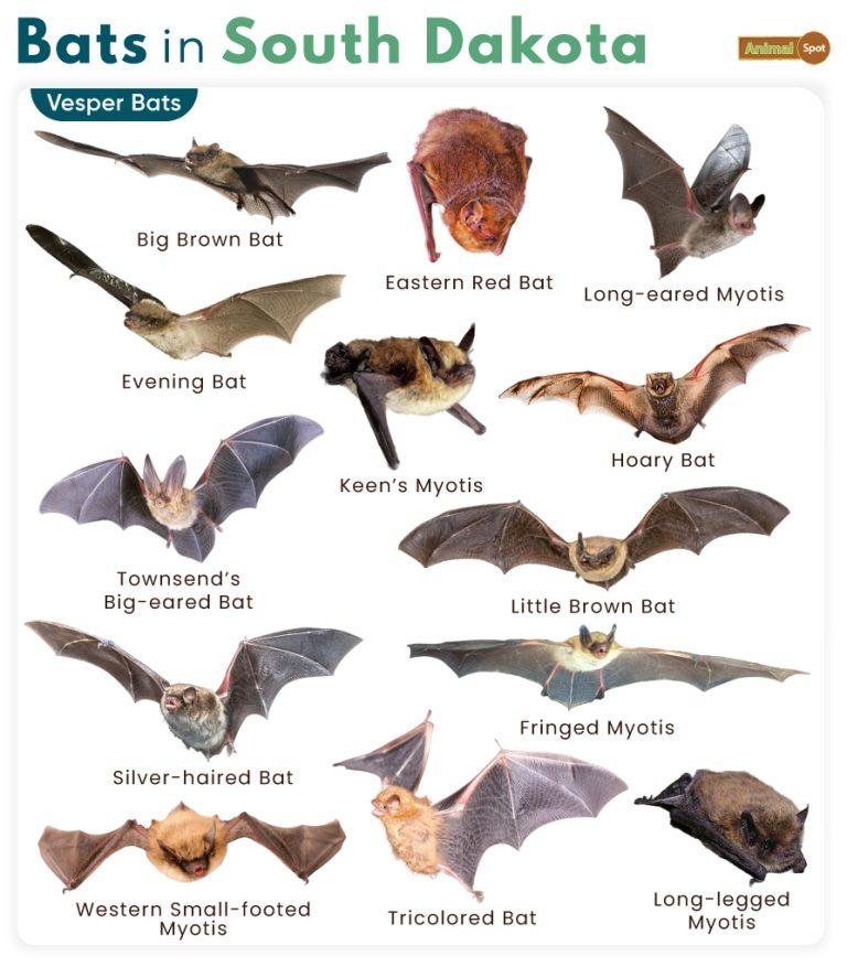 List of Bats That Live in Wyoming - with Pictures