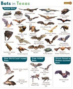 List of Bats That Live in Texas - with Pictures