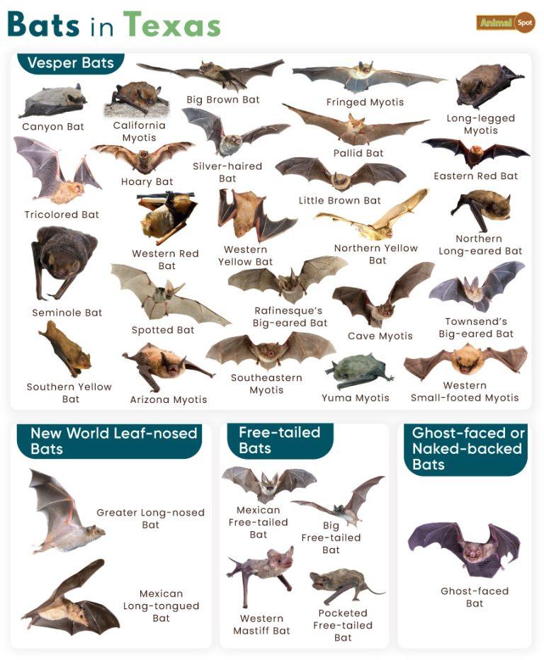 List of Bats That Live in Virginia - with Pictures