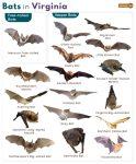 List of Bats That Live in Virginia - with Pictures