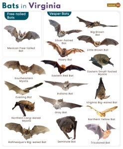 List of Bats That Live in Virginia - with Pictures