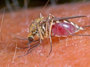 List of Animals That Kill the Most Humans (Ranked, with Pictures)