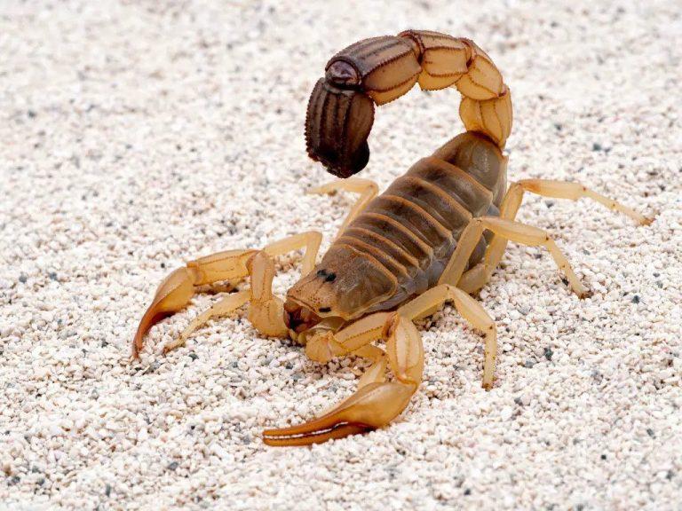 List of Animals That Kill the Most Humans (Ranked, with Pictures)