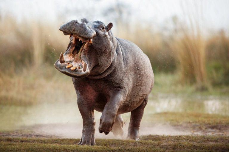 List of Animals That Kill the Most Humans (Ranked, with Pictures)