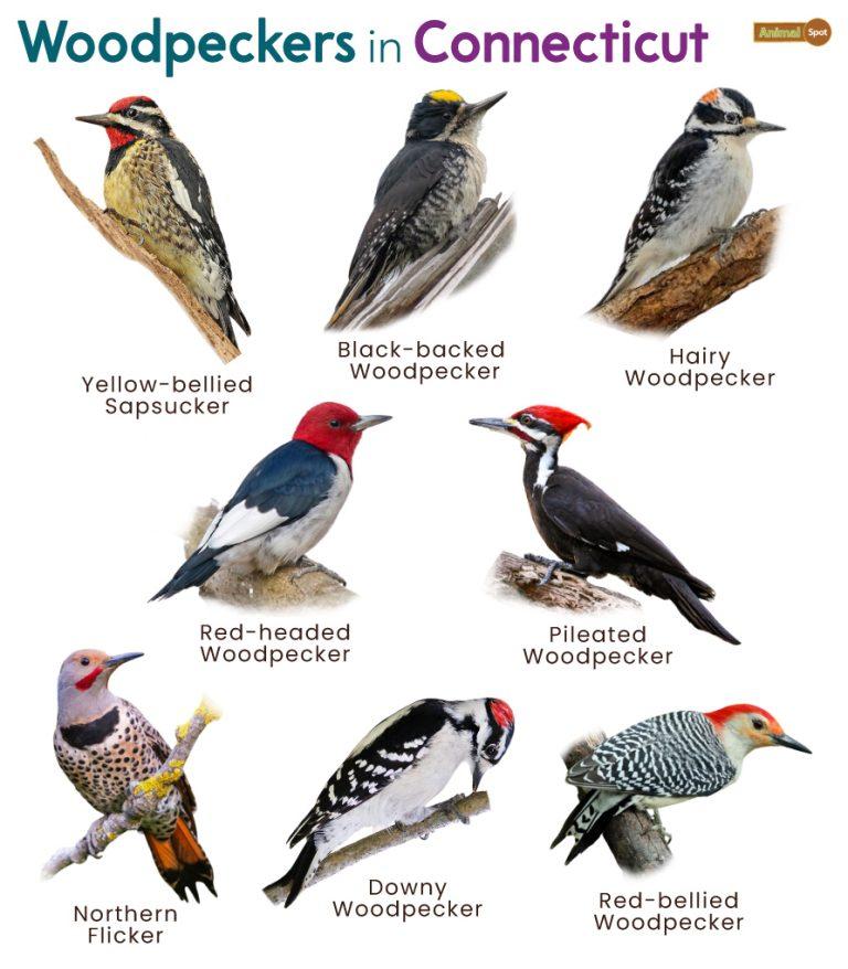 List of Animals That Live in Connecticut - And Its State Animals (Photos)