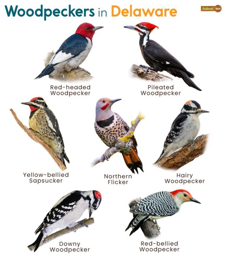 List of Animals That Live in Delaware - And Its State Animals (Photos)