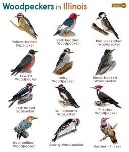 Woodpecker Facts, Types, Classification, Habitat, Diet, Pictures