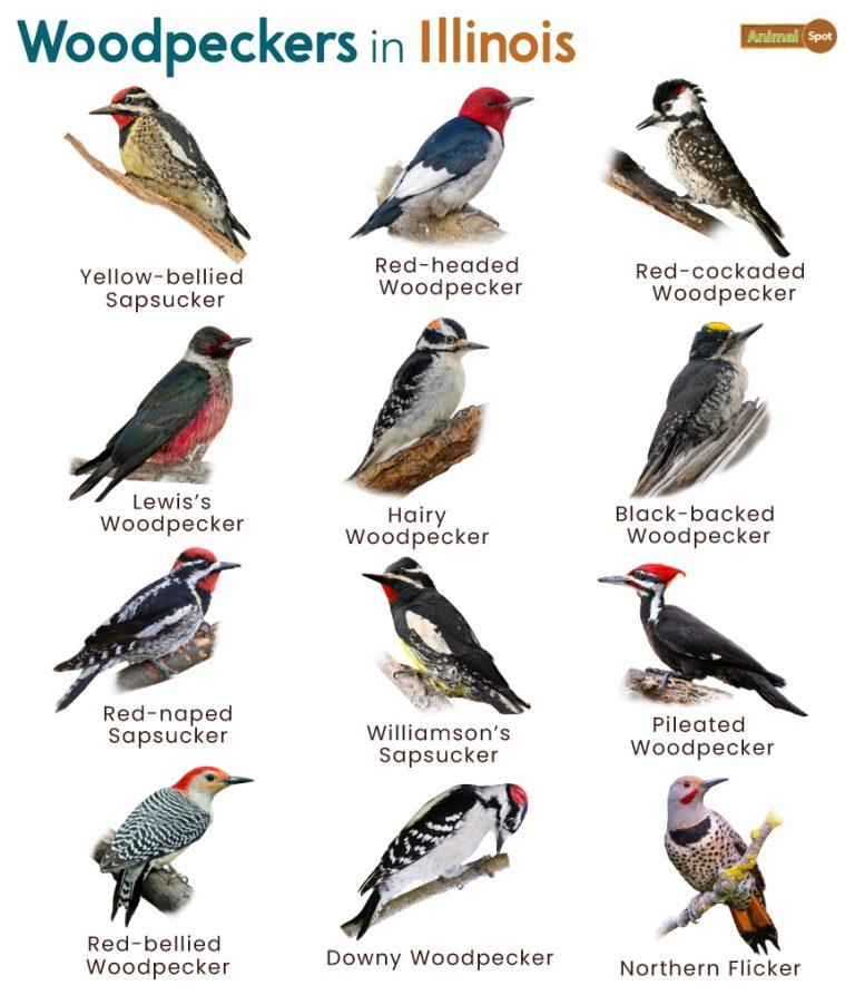 List of Woodpeckers in New York (With Pictures)