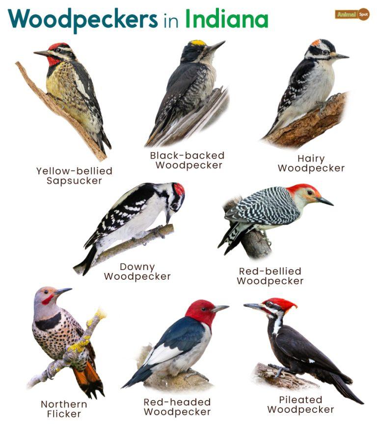 List of Animals That Live in Indiana - And Its State Animals (Photos)