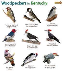 Woodpecker Facts, Types, Classification, Habitat, Diet, Pictures