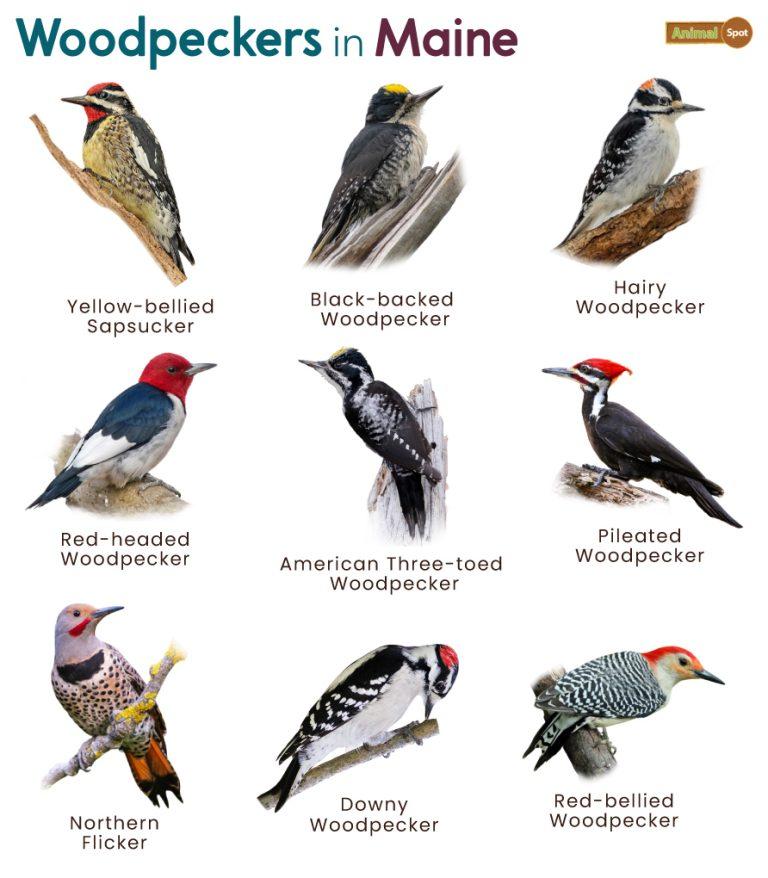 Woodpecker Facts, Types, Classification, Habitat, Diet, Pictures