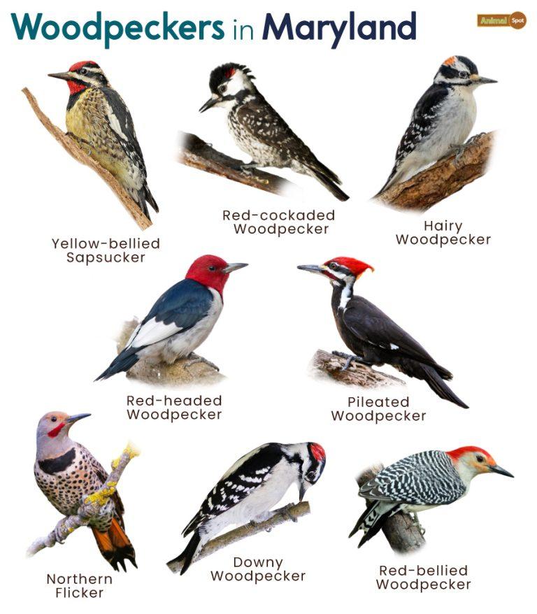 Pileated Woodpecker – Facts, Size, Sounds, Habitat, and Pictures