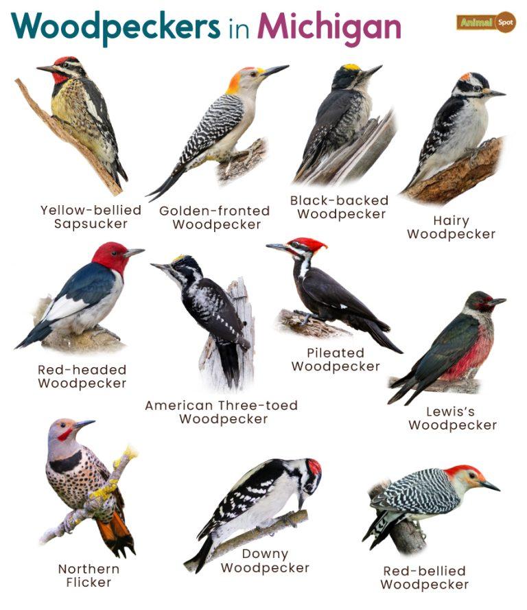 List of Animals That Live in Michigan - And Its State Animals (Photos)