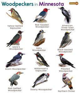 List of Woodpeckers in Minnesota (With Pictures)