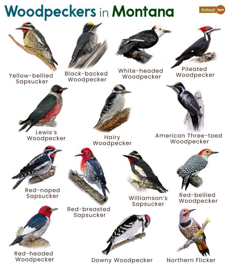 List of Animals That Live in Montana - And Its State Animals (Photos)