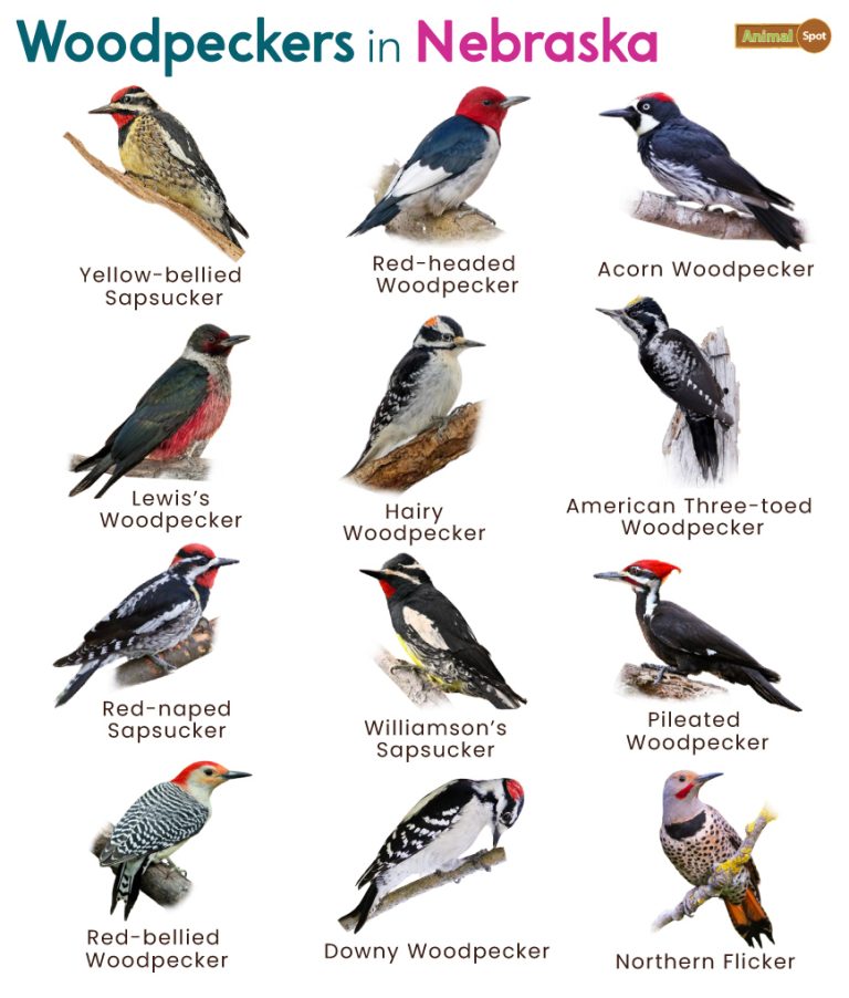 List of Common Birds Found in Nebraska– Facts with Pictures