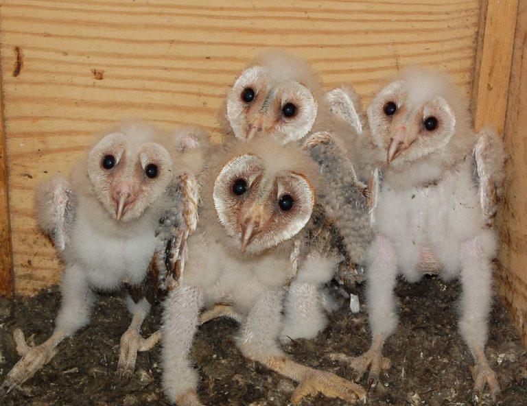 Barn Owl - Facts, Size, Lifespan, Color, Habitat, Diet & Pictures