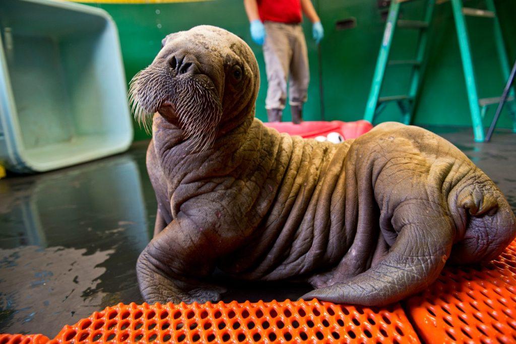 Walrus - Facts, Size, Weight, Habitat, Diet, Predators & Pictures