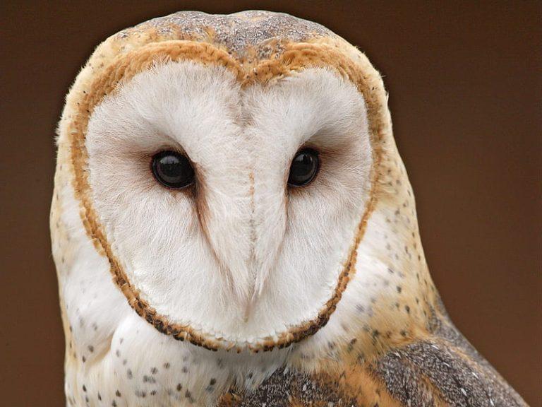 Barn Owl - Facts, Size, Lifespan, Color, Habitat, Diet & Pictures