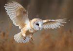 Barn Owl - Facts, Size, Lifespan, Color, Habitat, Diet & Pictures