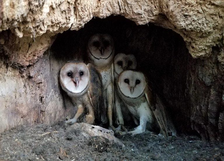 Barn Owl Facts Size Lifespan Color Habitat Diet Pictures