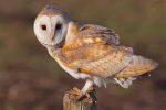 Barn Owl - Facts, Size, Lifespan, Color, Habitat, Diet & Pictures