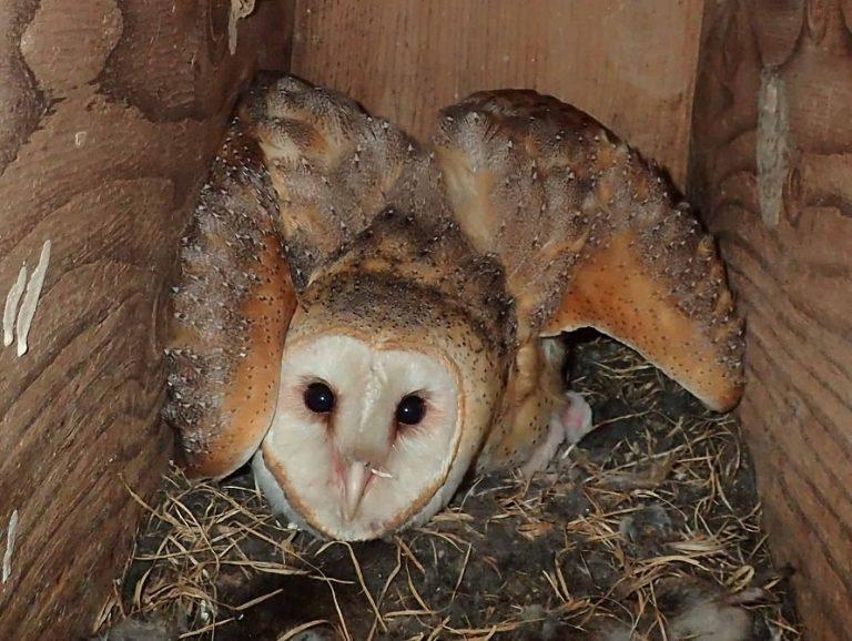 Barn Owl - Facts, Size, Lifespan, Color, Habitat, Diet & Pictures