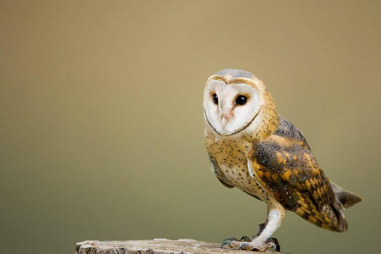 Barn Owl - Facts, Size, Lifespan, Color, Habitat, Diet & Pictures