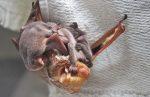 Eastern Red Bat - Facts, Size, Diet, Habitat, Lifespan & Pictures