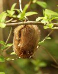 Eastern Red Bat - Facts, Size, Diet, Habitat, Lifespan & Pictures