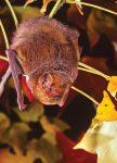 Eastern Red Bat - Facts, Size, Diet, Habitat, Lifespan & Pictures