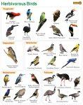 Herbivorous Birds - List & Pictures
