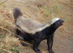 Honey Badger - Facts, Habitat, Diet, Life Cycle, Pictures