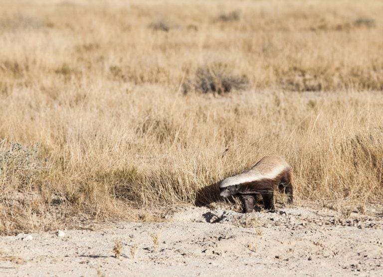 Honey Badger - Facts, Habitat, Diet, Life Cycle, Pictures