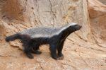 Honey Badger - Facts, Habitat, Diet, Life Cycle, Pictures